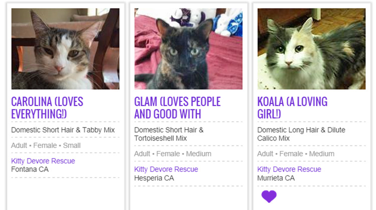 Kitty Listing Submissions – Kitty Devore Rescue